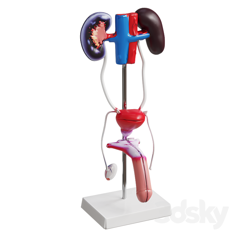 Anatomical model of the male genitourinary system - Miscellaneous - 3D ...