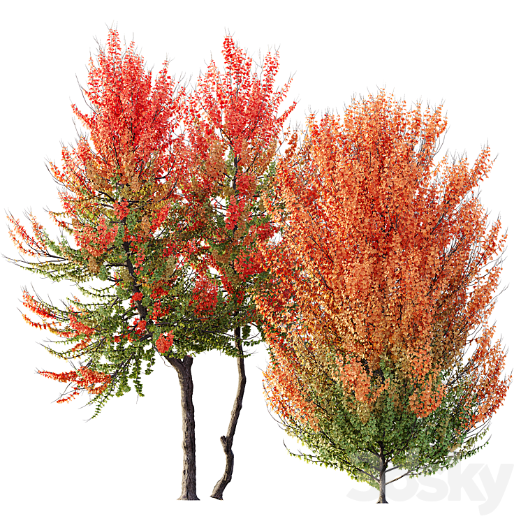 AV Acer X freemanii Freeman Maple Sapindaceae - Tree - 3D model