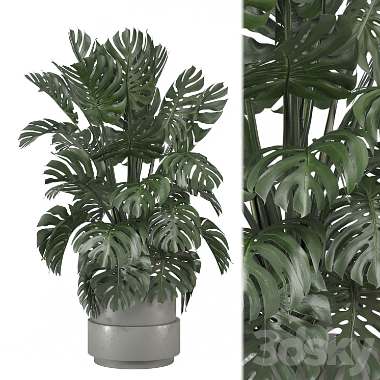 Indoor Plants Collection 2259 - Indoor - 3D model