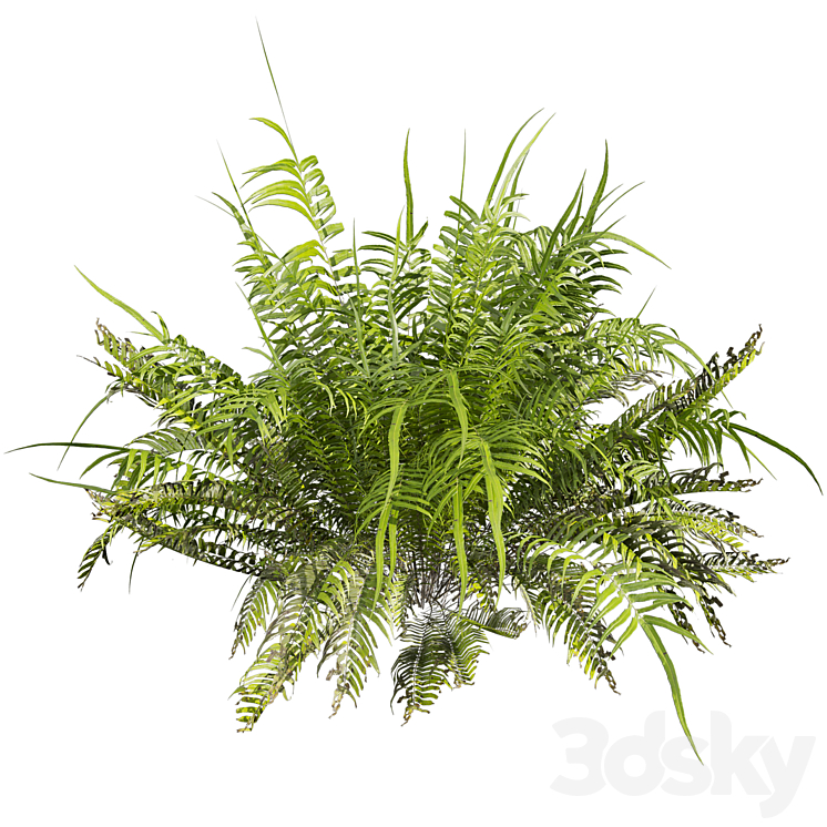 Plant Vol 709 - Shrub Ferns - Outdoor - 3D model