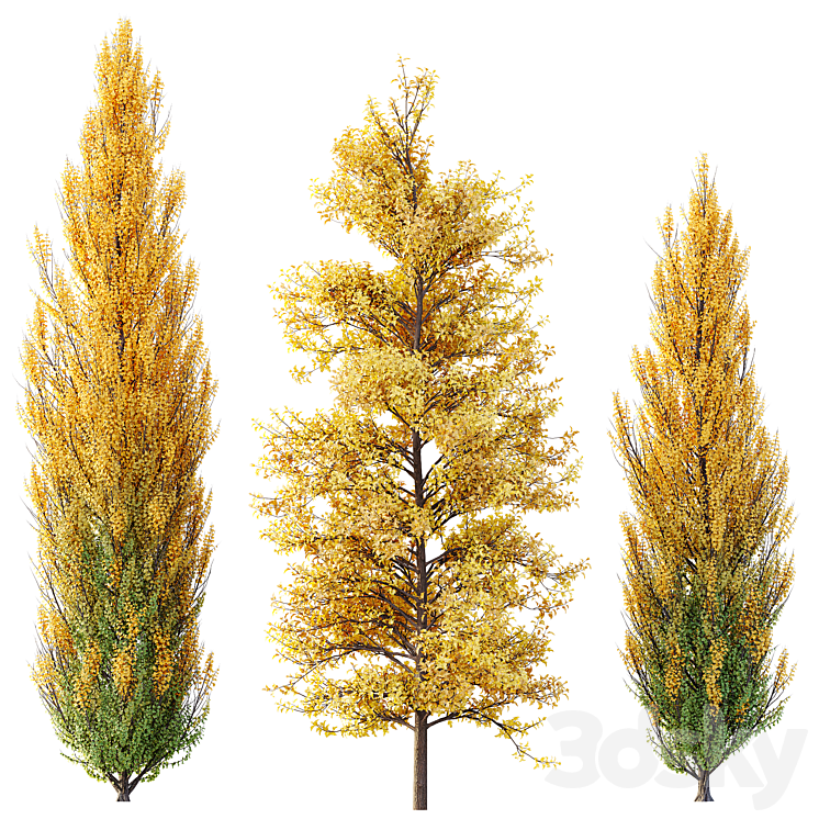 AV Acer Buergerianum Fall and Acer X freemanii Freeman Maple ...