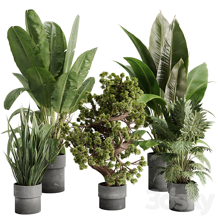 Tree Ravenala Philodendron Shangri in a concrete pot - Indoor plant 734 ...