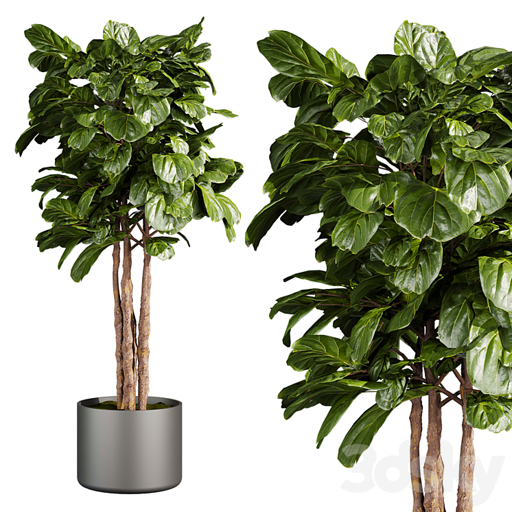 plant vol 742 - fiddle - indoor - leaf - fig - Indoor - 3D model