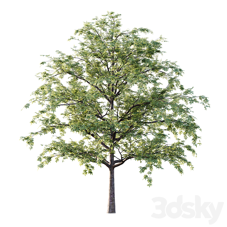 Rowan tree 06 - Tree - 3D model