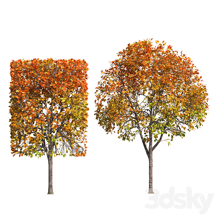 Autumn-shaped trees - Tree - 3D model