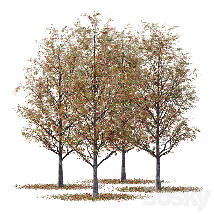 Rowan tree 19 - Tree - 3D model