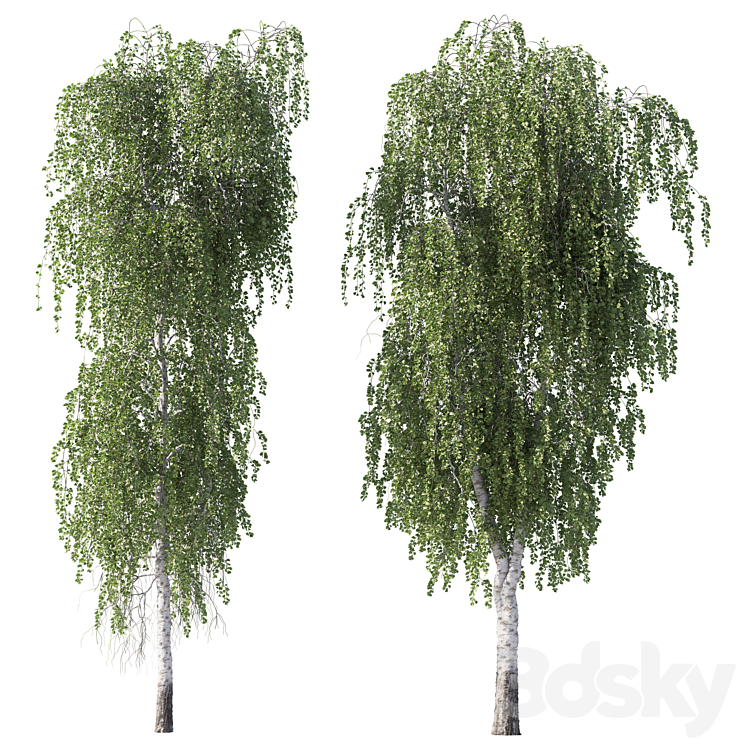 Set of 2 birch trees 8m 004 - Tree - 3D model