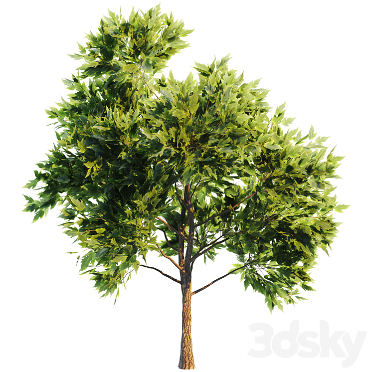 Fresh Green Garden tree plant 008 - Tree - 3D model