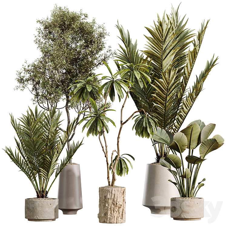 AV Indoor Plants Set 497 Ravenala Banana and African Fig and Cyara ...