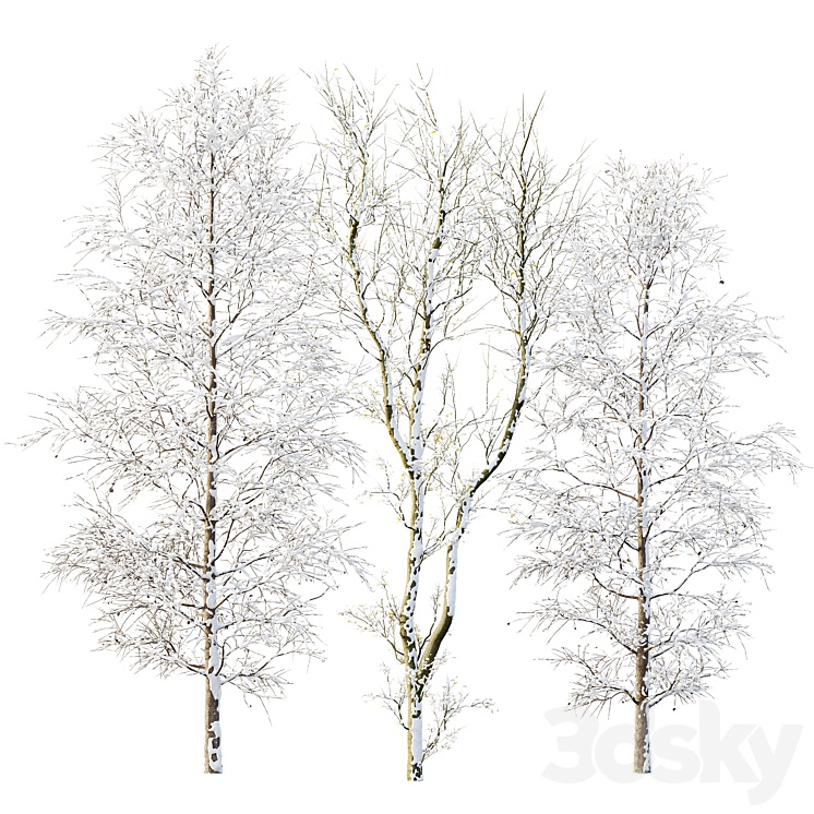 AV Winter Plant Snow Carpinus Betulus and Snow Celtis Australis - Tree ...