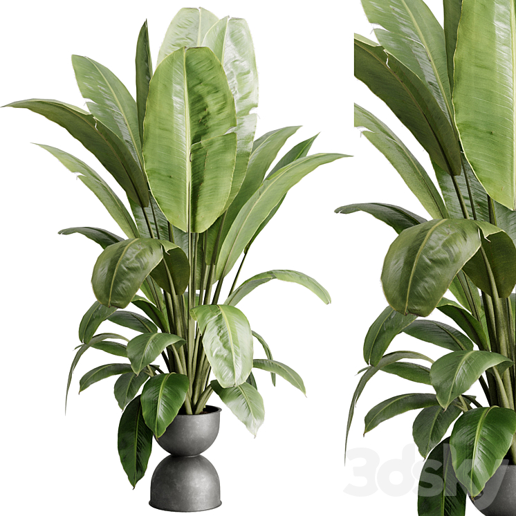Ravenala plant in a concrete pot - Indoor plant 758 - Indoor - 3D model