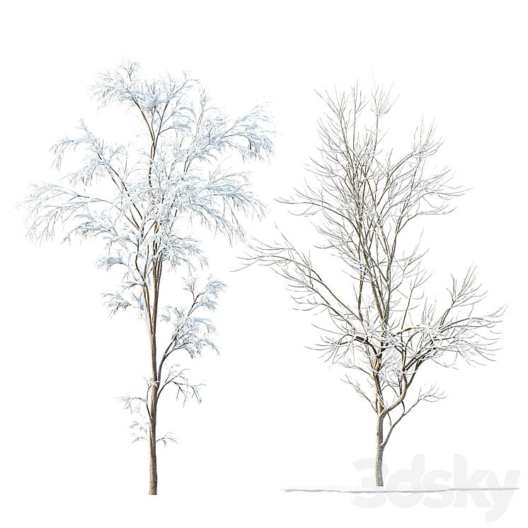 AV Winter Tree Real Tree Acer Saccharinum Winter Snow - Tree - 3D model