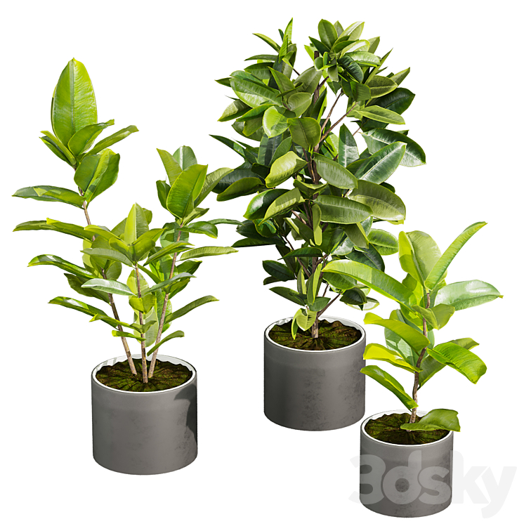 plant vol 942 - indoor - rubber - ficus - Indoor - 3D model