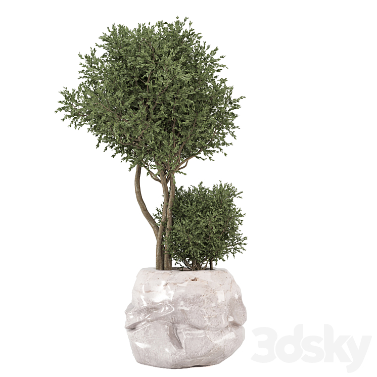 Tree Plants Collection 2517 - Tree - 3D model