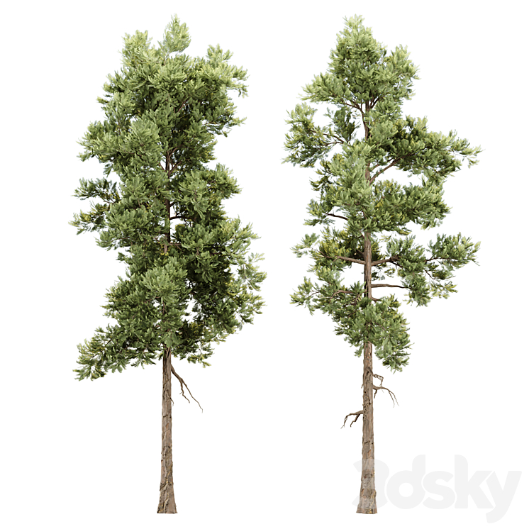 Conifer Trees Vol 362 - Tree - 3D model
