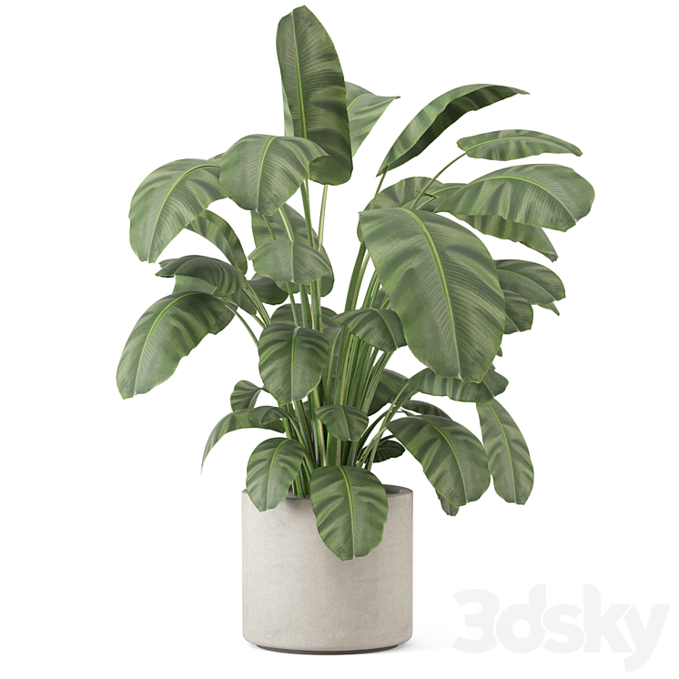 Big Leaf Monstera Plant_Set 4585 - Indoor - 3D model