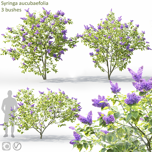 Syringa | Lilac (Сирень) - 3D Models Collection